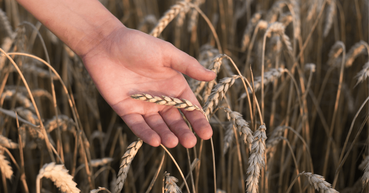 Graul spelta – cereala magica