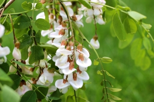 Susanul negru - beneficii si retete