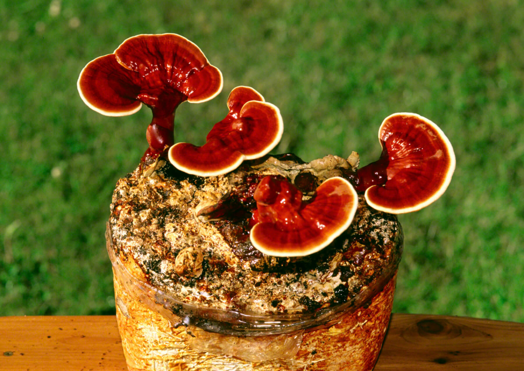 Ganoderma - top 5 beneficii
