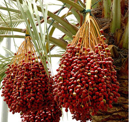 Indulcitor natural pentru prajituri - pasta de curmale homemade - Vegis