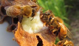 Laptisorul de matca: 15 beneficii pentru sănătate şi frumuseţe!