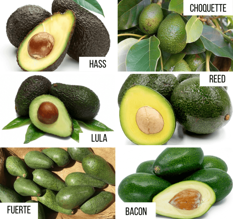 Avocado: Tot ce trebuie să știi despre acest fruct + rețete gustoase