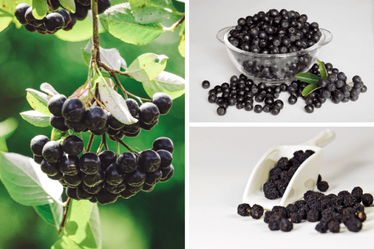 Aronia: De ce este bine să consumi acest fruct. Află detaliile din articol.