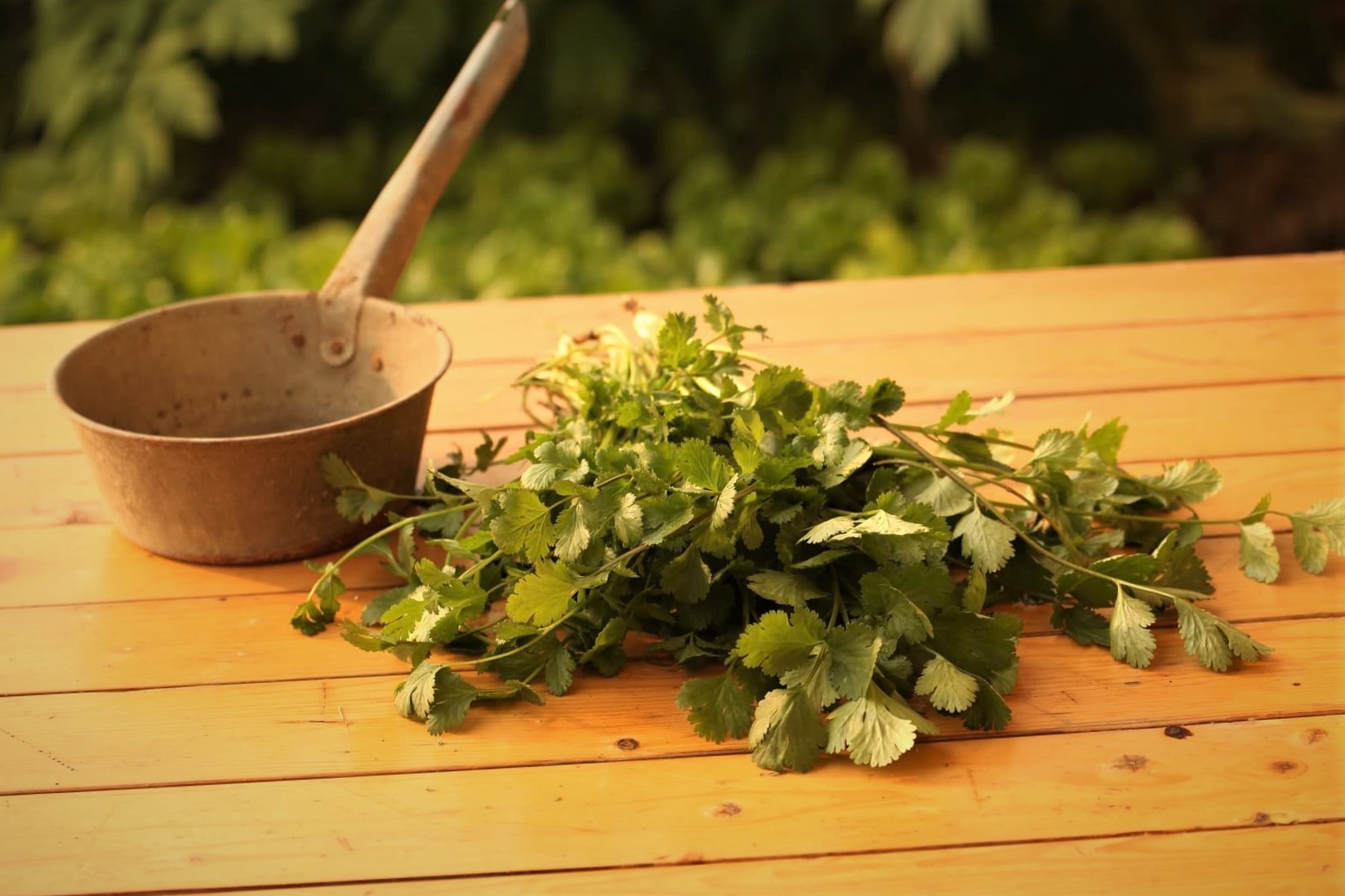 Coriandru: Tot ce trebuie să știi despre această plantă