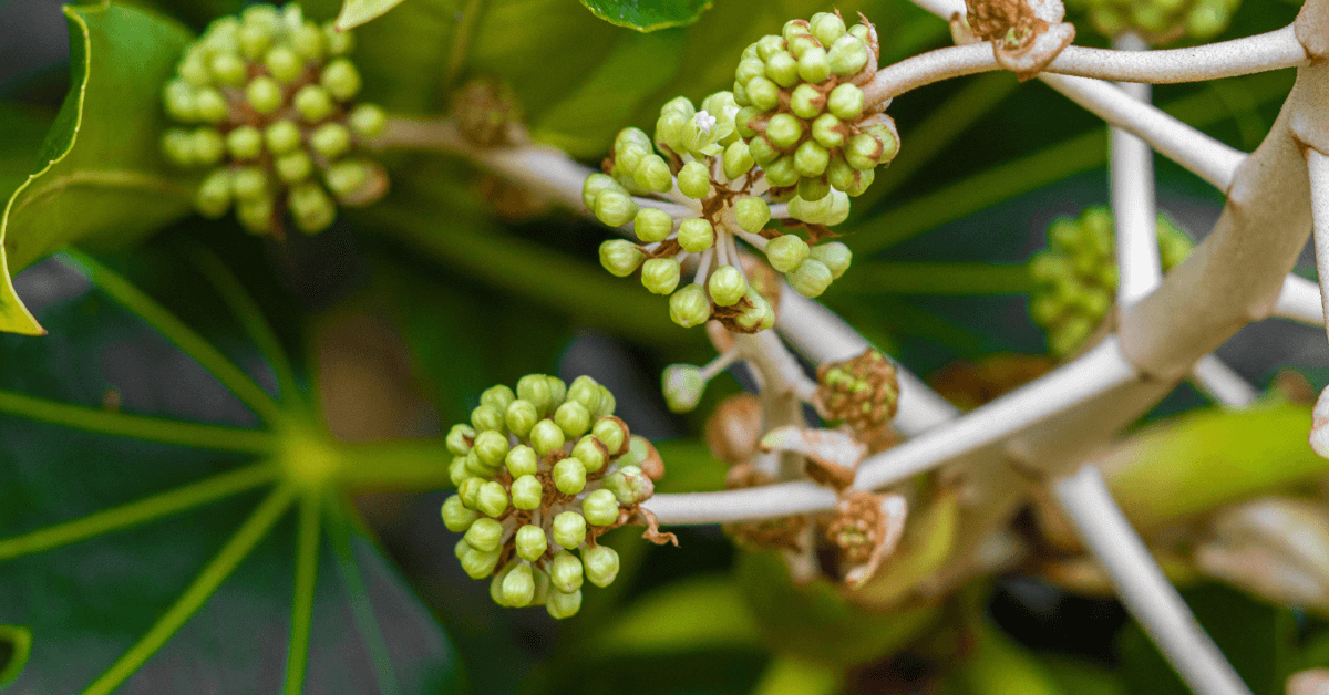 Gemoterapie și fitoterapie pentru gâtul iritat - plante și remedii