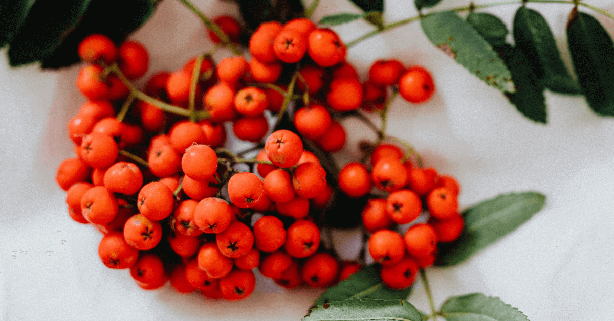 Scorușul de munte: aliatul unui organism sănătos, lipsit de stres