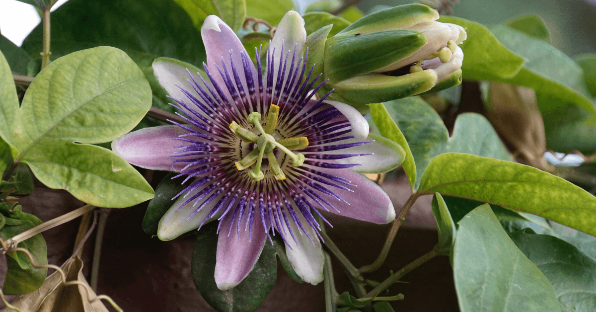 Efectul relaxant al florii de Passiflora sau cum îți regăsești calmul